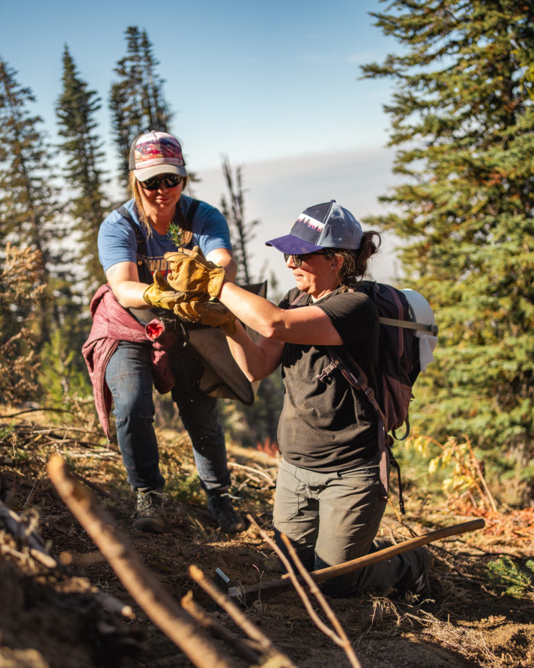 Conservation Efforts Take Root at the Top of Brundage Mountain as ...